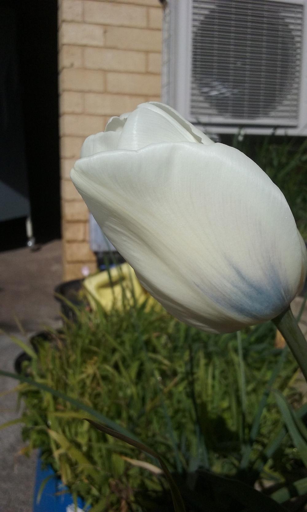 Triumph Tulip (Tulipa 'Synaeda Show') in the Tulips Database - Garden.org