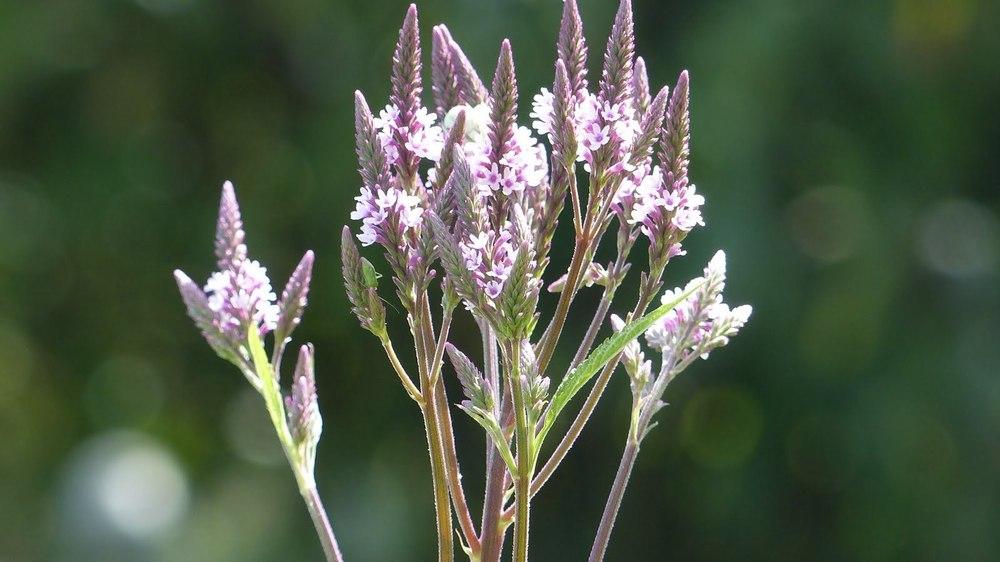 Photo of the closeup of buds, sepals and receptacles of Verbena ...