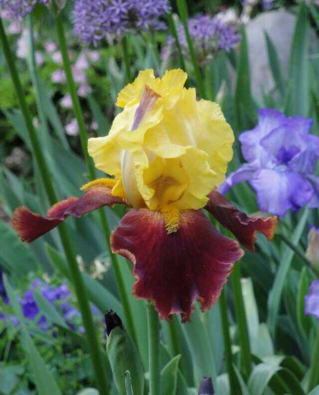 Photo of the bloom of Tall Bearded Iris (Iris 'Fiesta Time') posted by ...