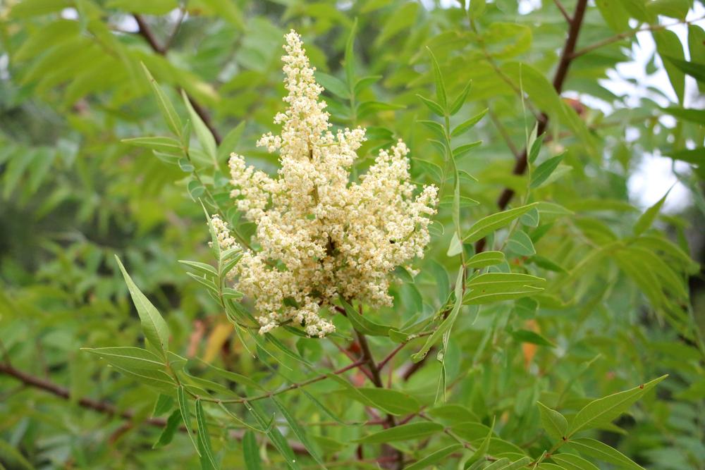 Photo of the bloom of Flame-Leaf Sumac (Rhus lanceolata) posted by ...
