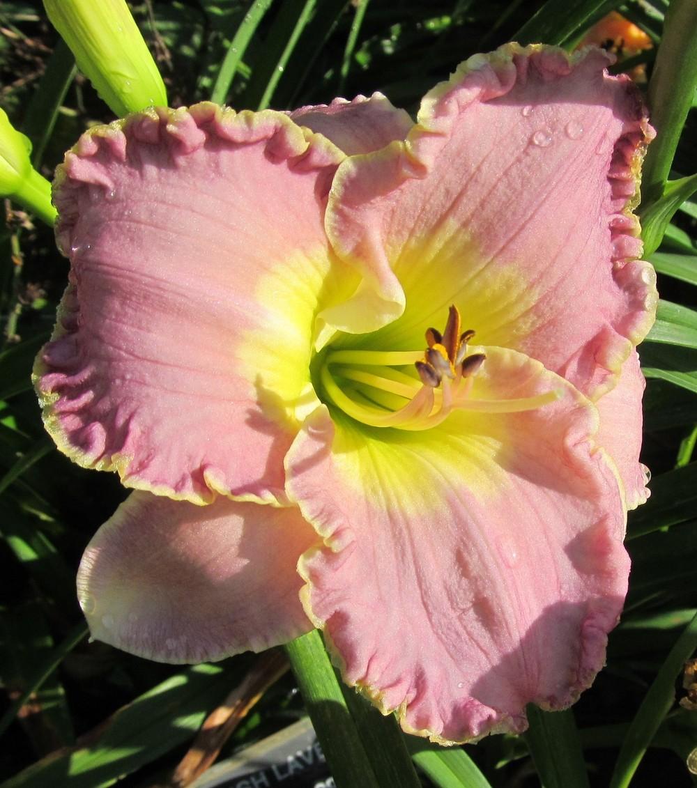 Photo of the bloom of Daylily (Hemerocallis 'English Lavender') posted ...