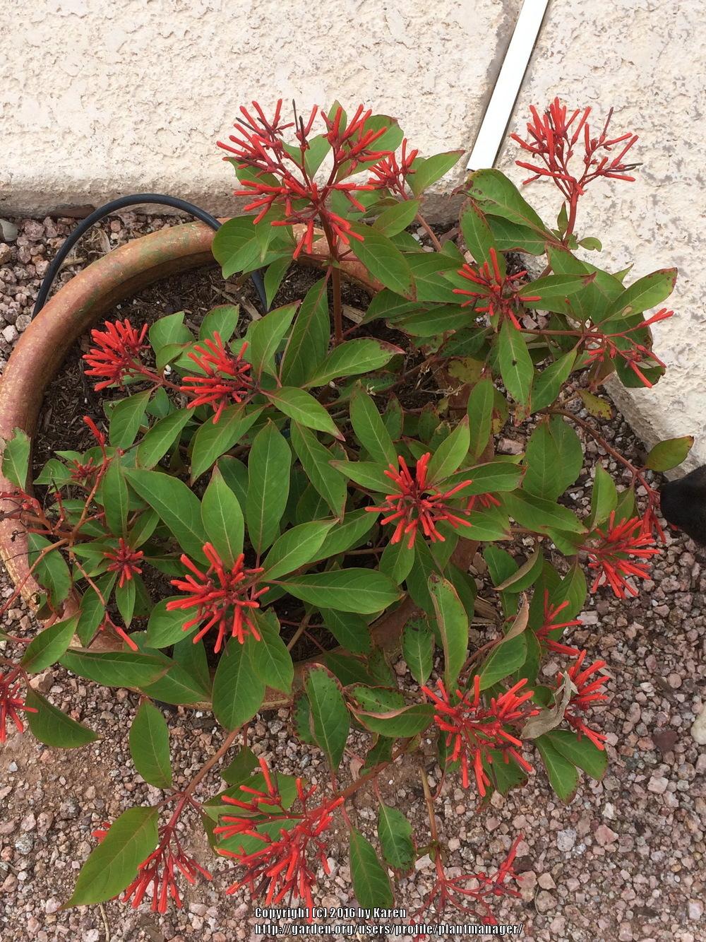 Photo of the entire plant of Firebush (Hamelia patens) posted by ...