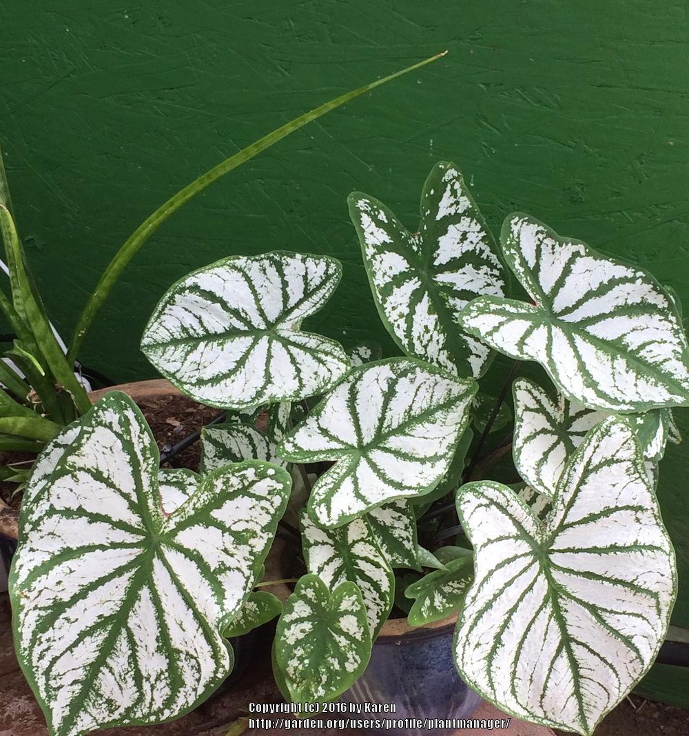 Caladiums: Plant Care and Collection of Varieties - Garden.org