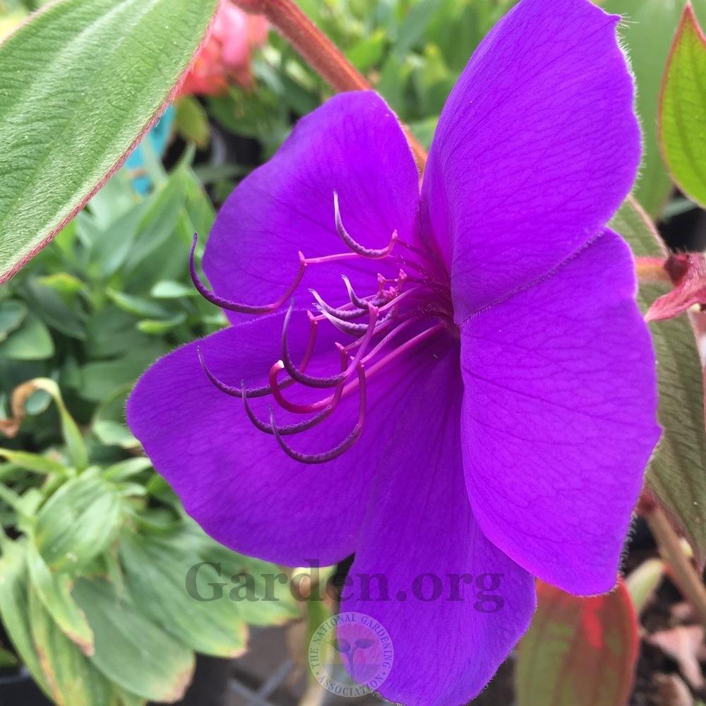 Photo of the bloom of Princess Flower (Pleroma urvilleanum) posted by ...