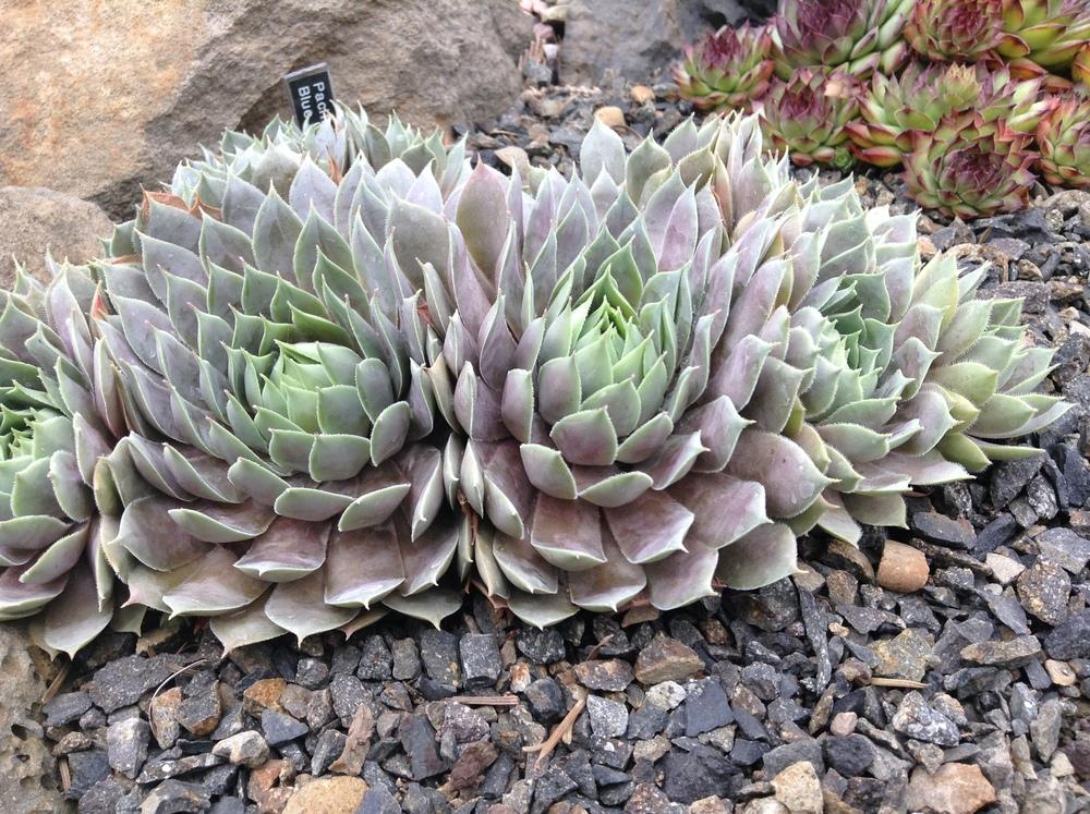 Photo of the entire plant of Hen and Chicks (Sempervivum 'Pacific Blue ...