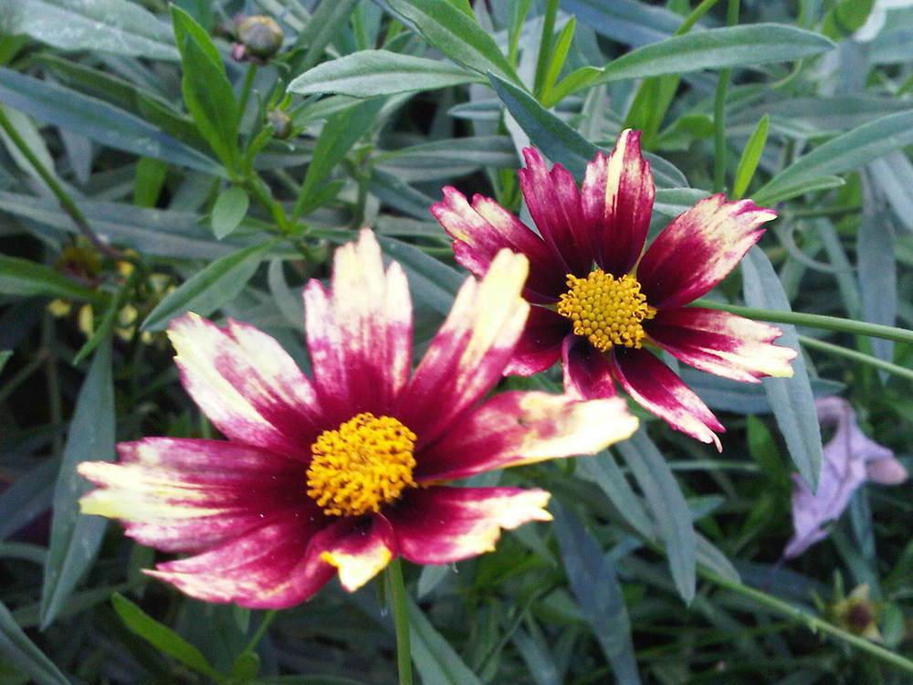 Photo of the bloom of Tickseed (Coreopsis Big Bang™ Redshift) posted by ...