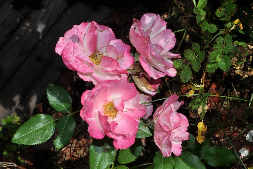 Photo of the bloom of Rose (Rosa 'Campfire') posted by darwellwoods ...