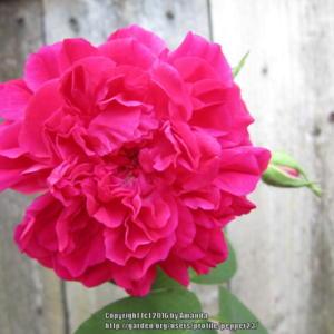 Rose (Rosa 'Maggie') in the Roses Database - Garden.org