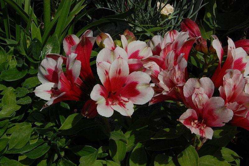 Peruvian Lily (Alstroemeria Inticancha® Maya) in the Peruvian Lilies ...