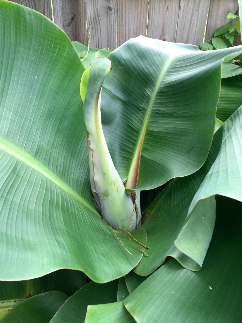 MORE naners!! in the Tropicals forum - Garden.org