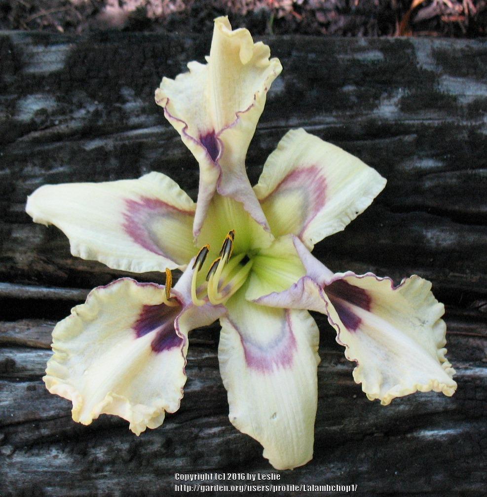 Photo of the bloom of Daylily (Hemerocallis 'Message in a Bottle ...