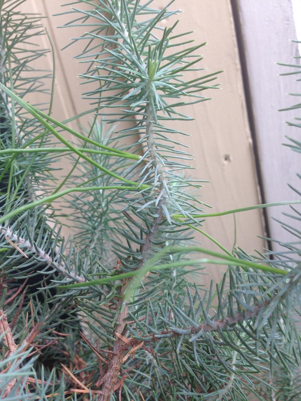 Very Long Needles Grow Out of Spruce in the Plant ID forum - Garden.org