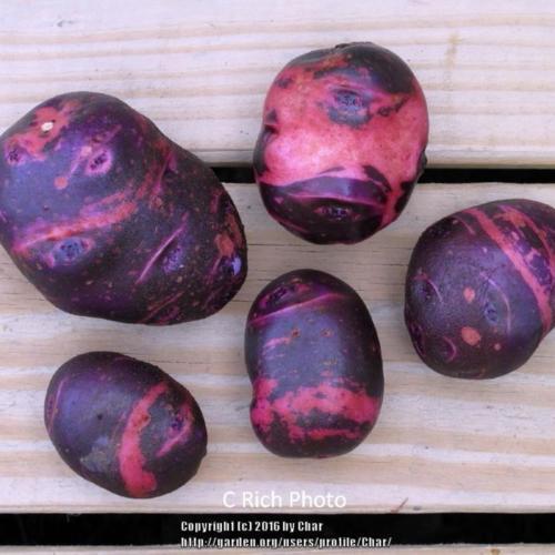 Potato (Solanum tuberosum 'Purple Viking') in the Potatoes Database ...