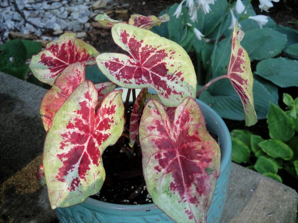 Photo of the entire plant of Caladium Heart to Heart™ Raspberry Moon ...