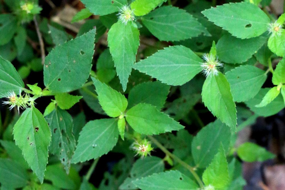 Common Threeseed Mercury (Acalypha rhomboidea) - Garden.org