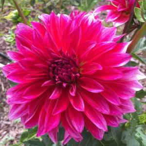Dahlia 'Raspberry Punch' in the Dahlias Database - Garden.org