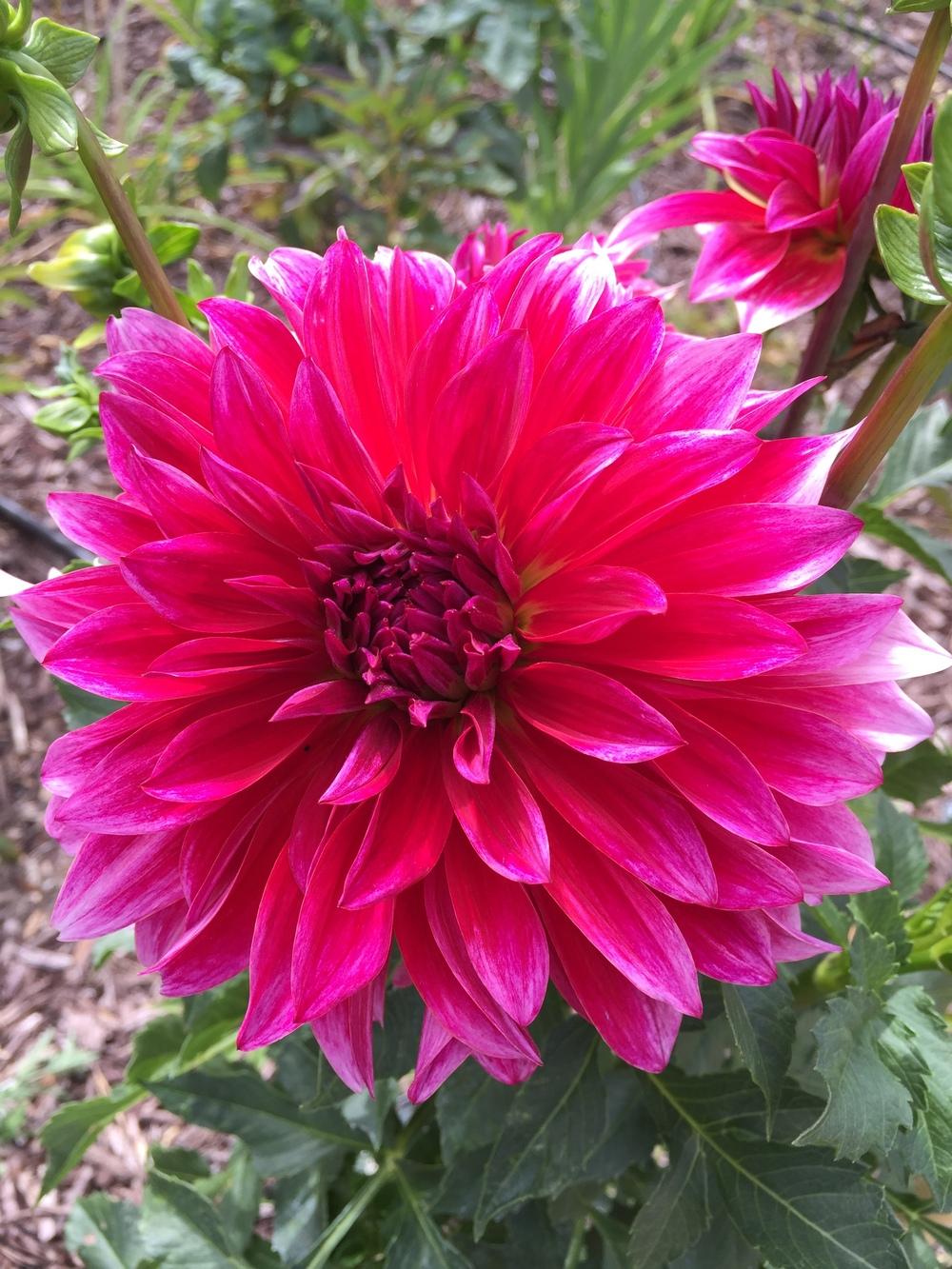 Photo of the bloom of Dahlia 'Raspberry Punch' posted by LizinElizabeth ...