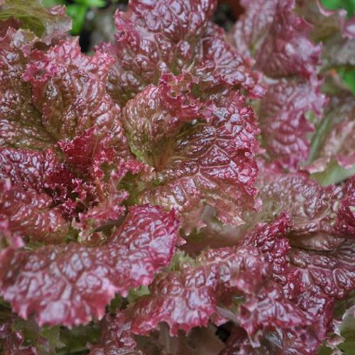 Lettuce (Lactuca sativa 'Ruby Red') in the Lettuces Database - Garden.org