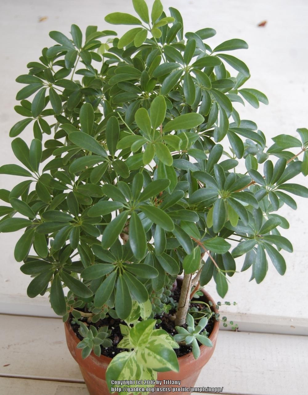 Umbrella/octopus plants that are happy (Schefflera) in the Houseplants ...