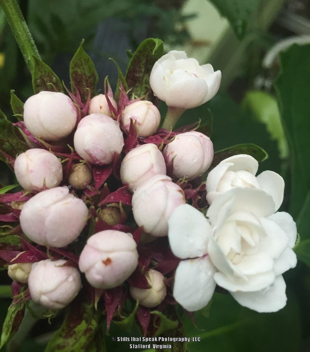 Photo of the bloom of Chinese Glory Bower (Clerodendrum chinense ...