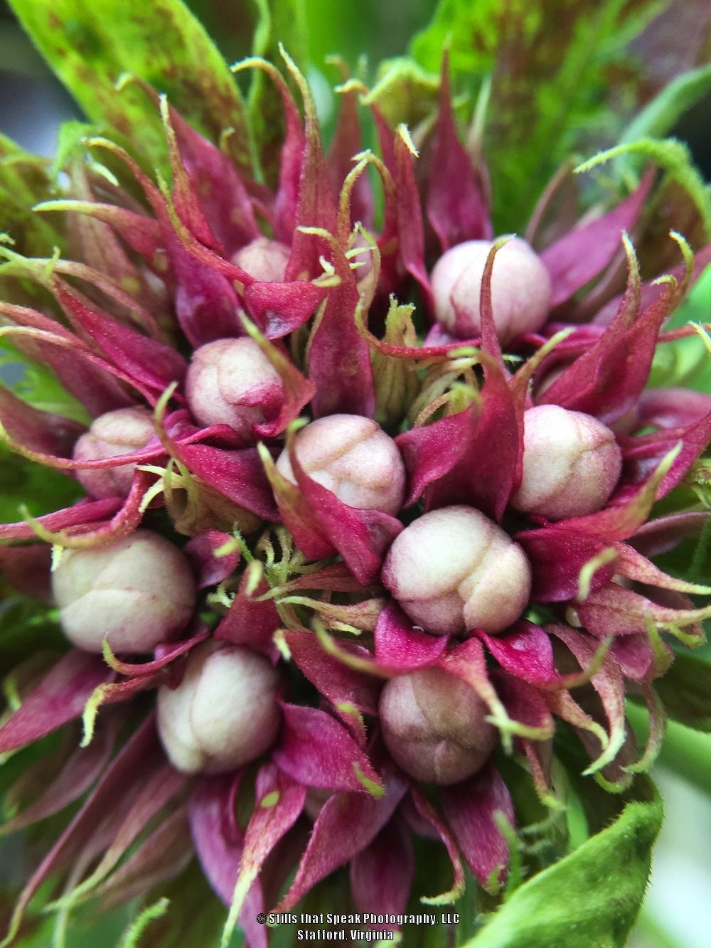 Photo of the closeup of buds, sepals and receptacles of Chinese Glory ...