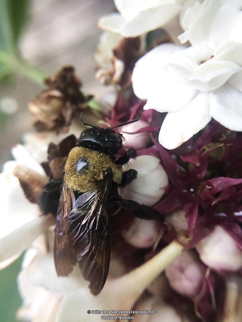 Chinese Glory Bower (Clerodendrum chinense) - Garden.org