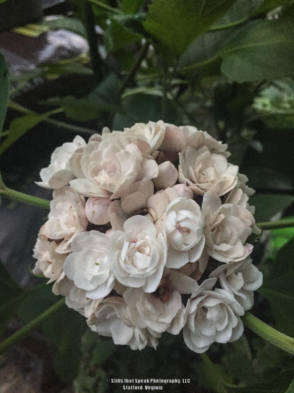 Photo of the bloom of Chinese Glory Bower (Clerodendrum chinense ...