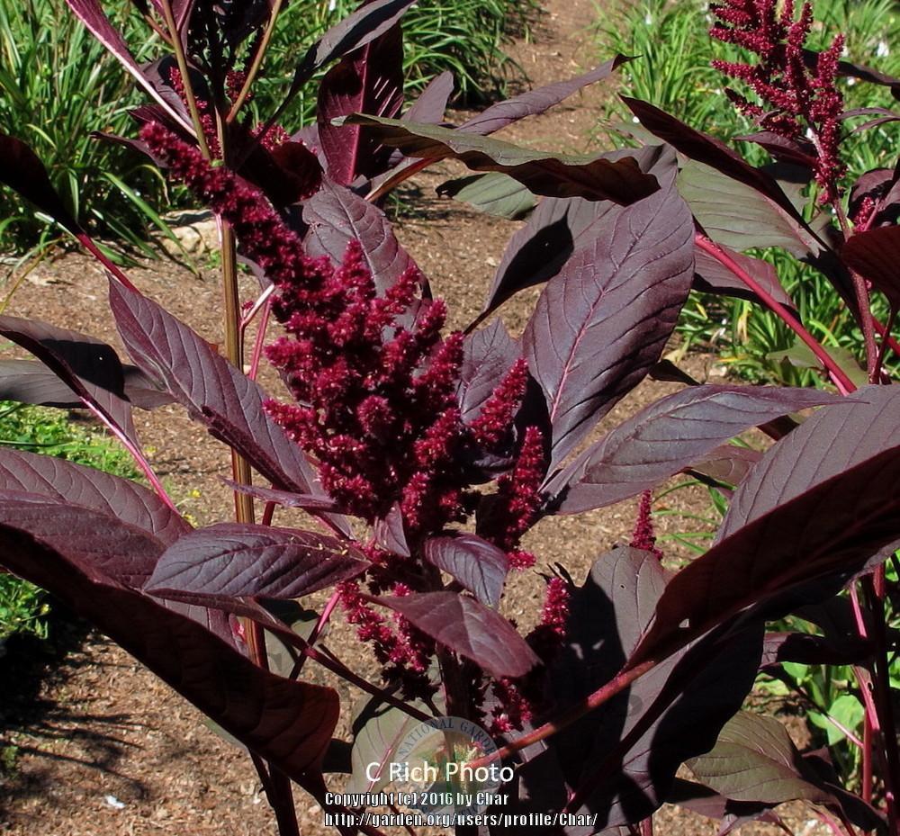 Photo of the leaves of Amaranth (Amaranthus hypochondriacus 'Burgundy ...