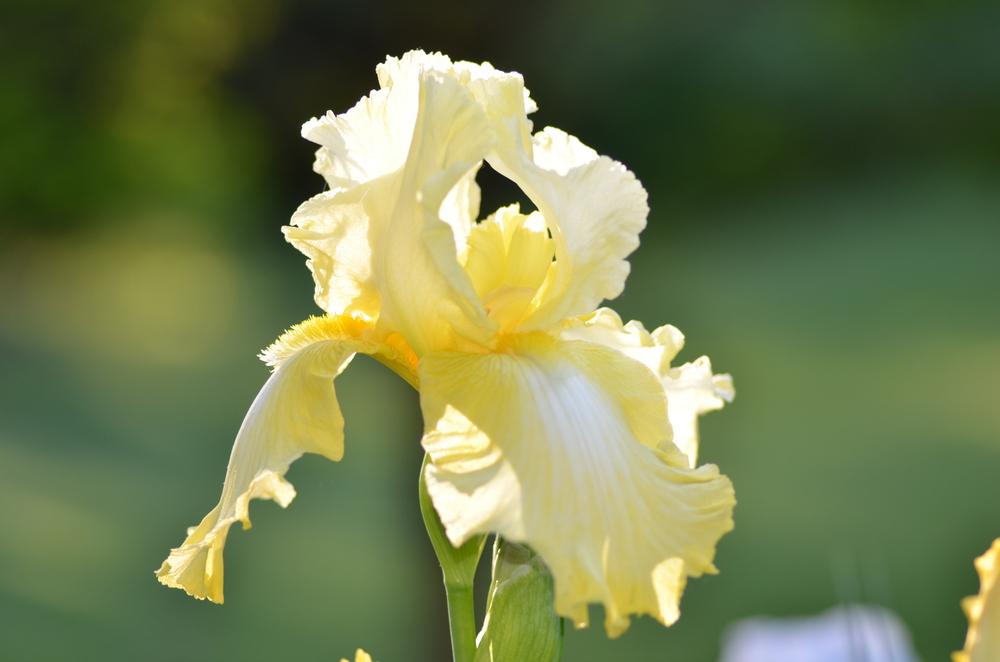 Tall Bearded Iris (Iris 'Lemon Brocade') in the Irises Database ...
