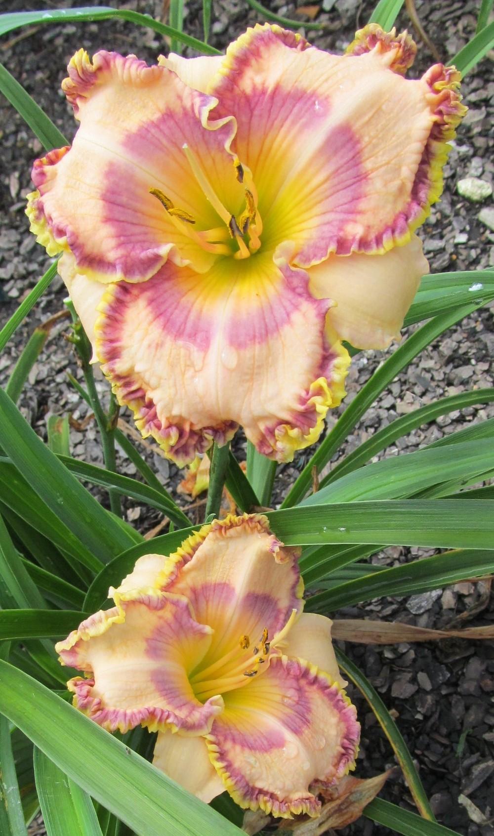 Photo of the bloom of Daylily (Hemerocallis 'Passion and Pride') posted ...