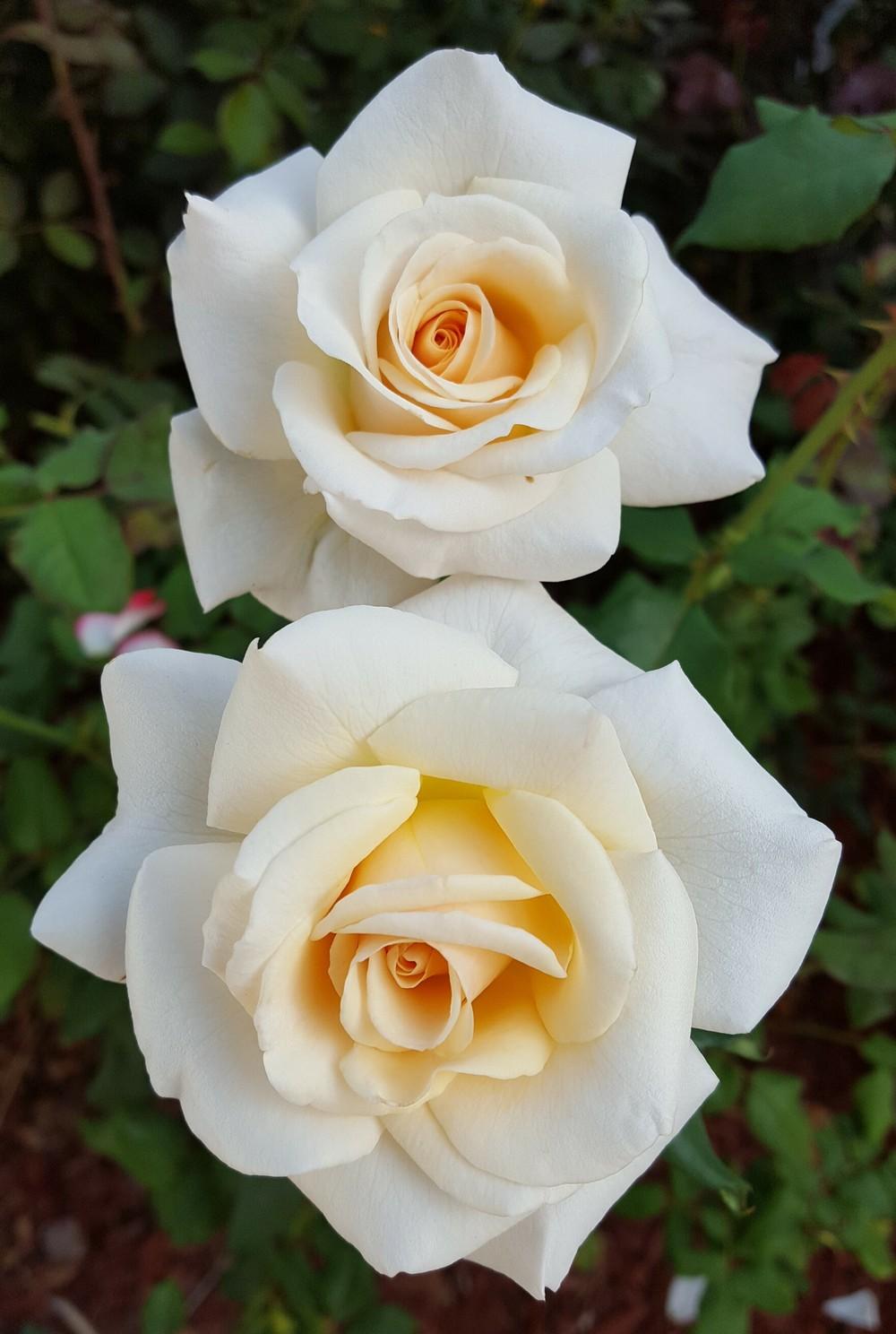 Photo of the bloom of Rose (Rosa 'French Lace') posted by clcroses ...