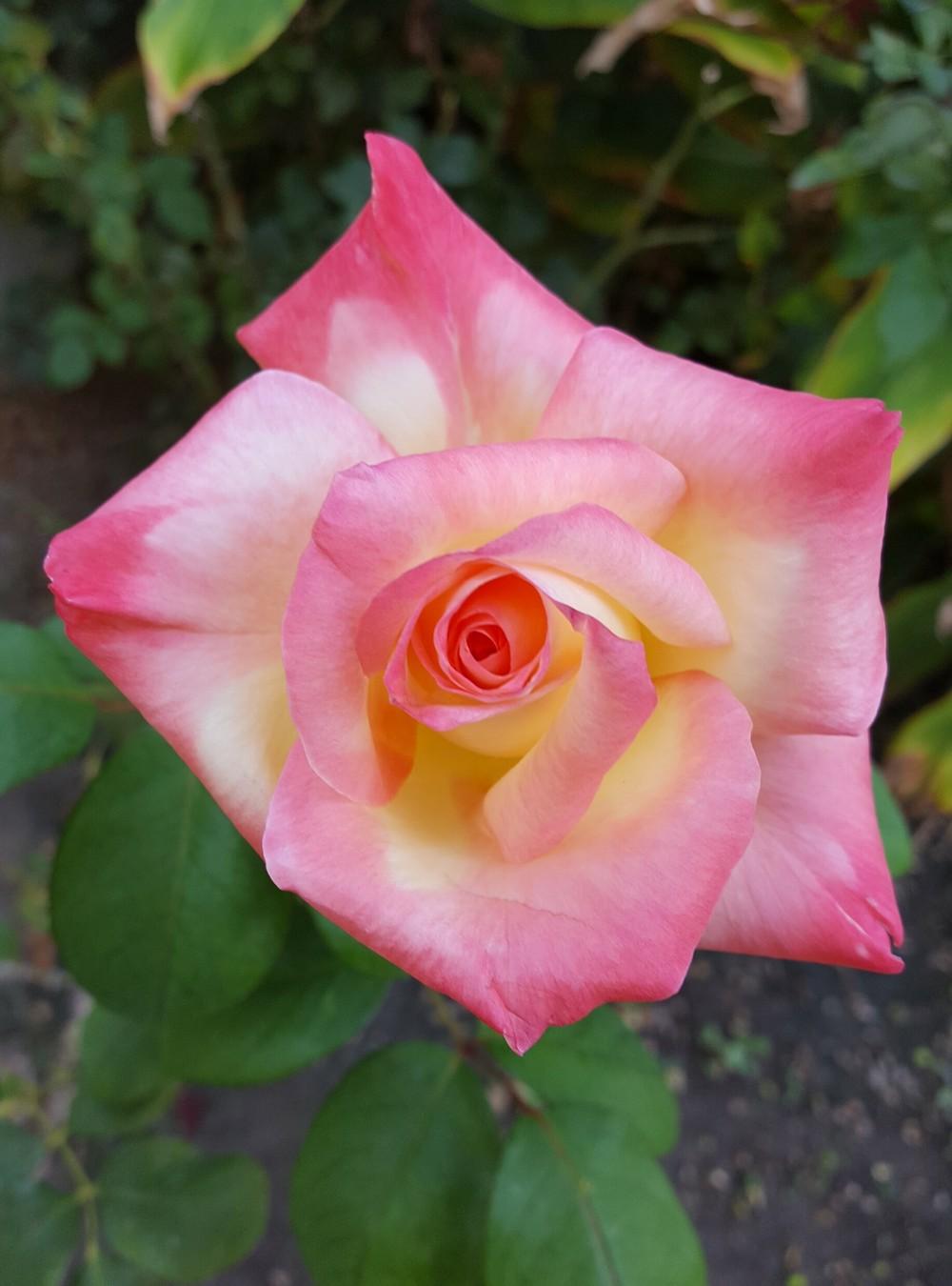 Photo of the bloom of Rose (Rosa 'Color Magic') posted by clcroses ...