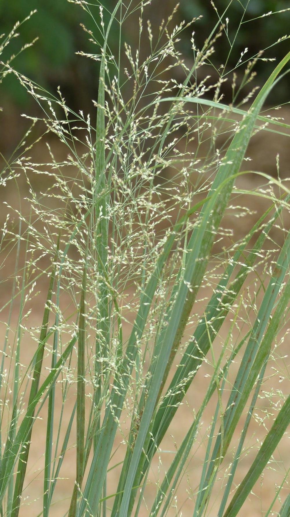 Photo of the bloom of Upright Switch Grass (Panicum virgatum 'Northwind ...