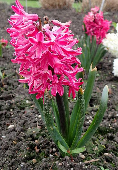 Photo of the entire plant of Dutch Hyacinth (Hyacinthus orientalis 'Jan Bos') posted by ...