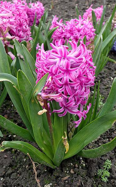 Dutch Hyacinth (Hyacinthus orientalis 'Amethyst') in the Hyacinths ...