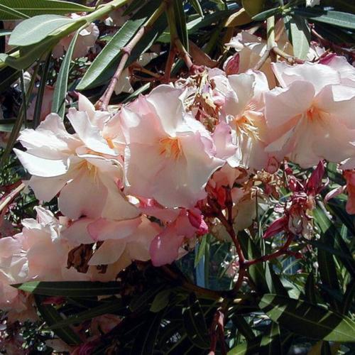 Oleander (Nerium oleander 'Provence') in the Oleanders Database ...