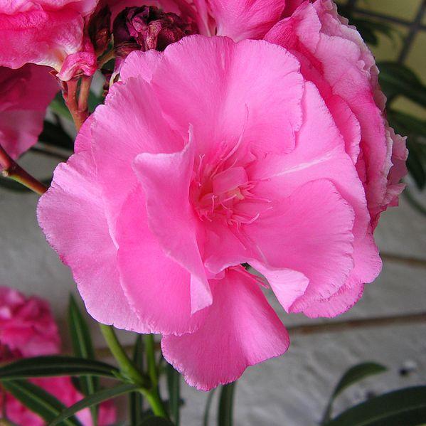 Oleander (Nerium oleander 'Splendens Giganteum') in the Oleanders ...