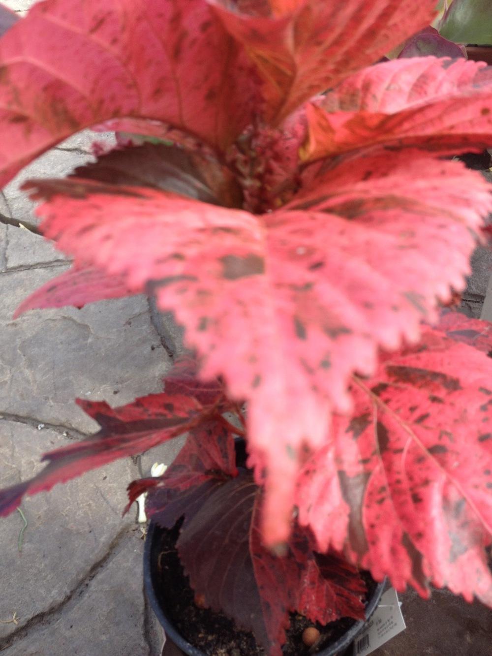 Acalypha wilkesiana 'Tricolor' - Garden.org