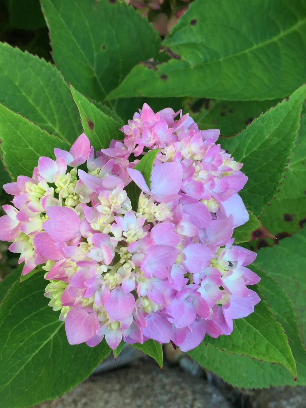 Photo of the bloom of Hydrangea (Hydrangea macrophylla Endless Summer ...