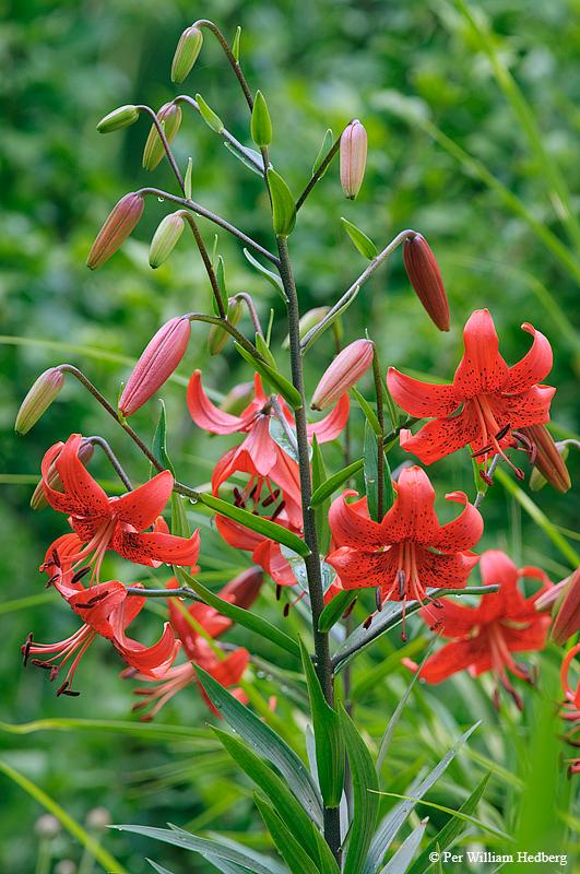 Photo of the bloom of Lily (Lilium 'Red Life') posted by William ...