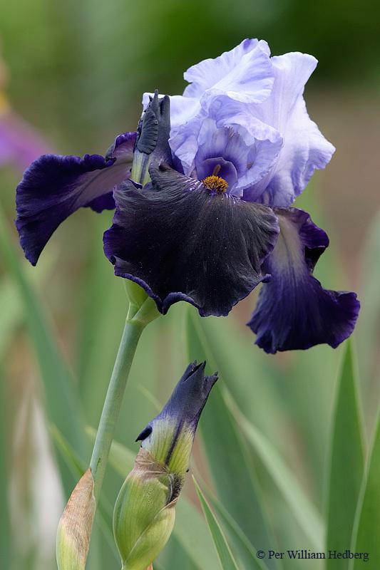 Photo of the bloom of Tall Bearded Iris (Iris 'Dangerous Mood') posted ...