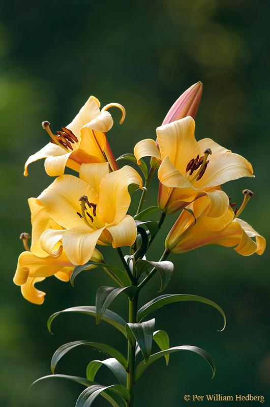 Lily (Lilium 'Saltarello') in the Lilies Database - Garden.org