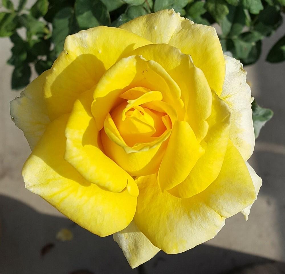 Rose (Rosa 'New Day') in the Roses Database - Garden.org