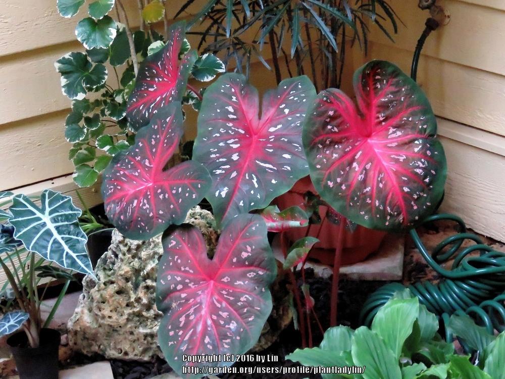 Photo of the entire plant of Fancy-leaf Caladium (Caladium 'Red Flash ...