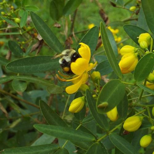 Tree Senna (Senna corymbosa) - Garden.org