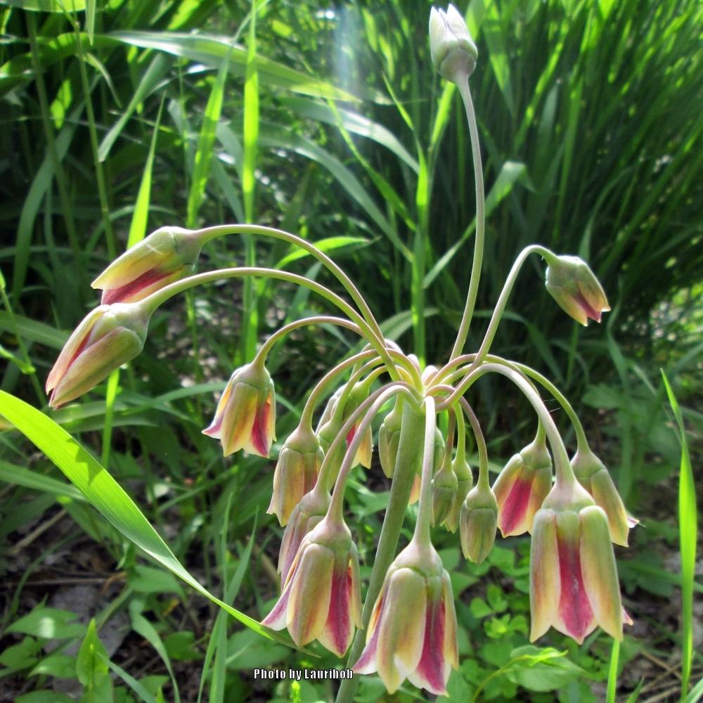 Photo of the bloom of Mediterranean Bells (Allium siculum) posted by ...