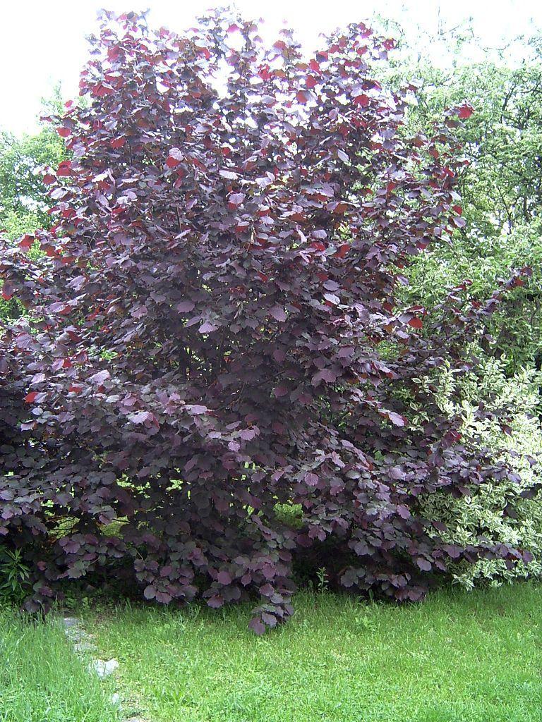 Photo of the entire plant of Purple Leaf Filbert (Corylus maxima ...
