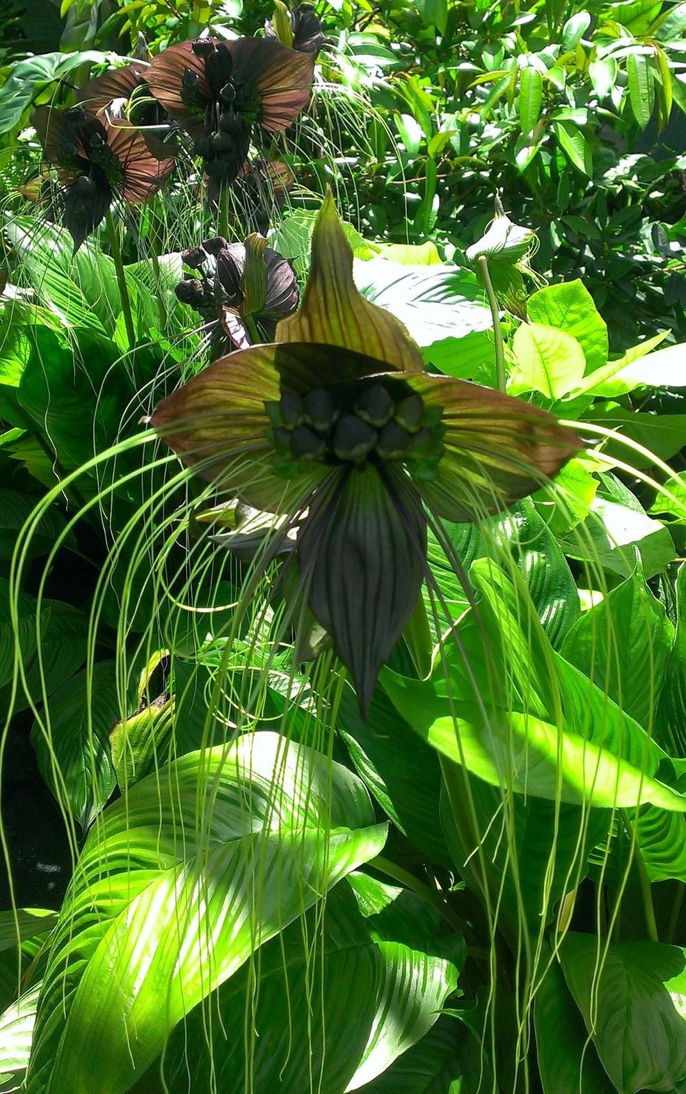 Photo of the bloom of Bat Flower (Tacca chantrieri) posted by ...