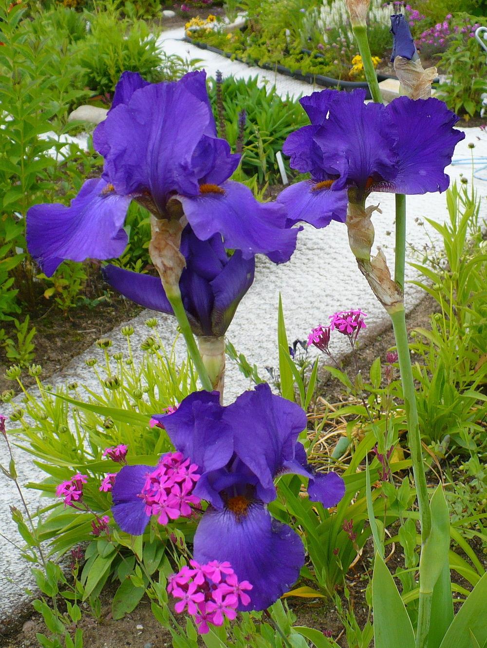 Photo of the bloom of Tall Bearded Iris (Iris 'Southland Grape') posted ...