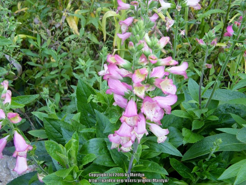 Photo of the entire plant of Foxglove (Digitalis Digiplexis® Berry ...